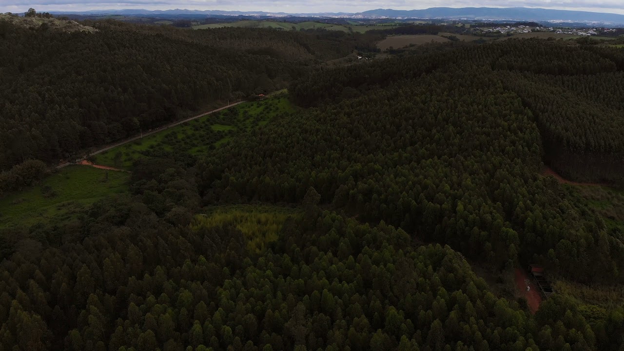 Forest BackGround Video : Drone Footage Of Tree Canopies In A Dense ...