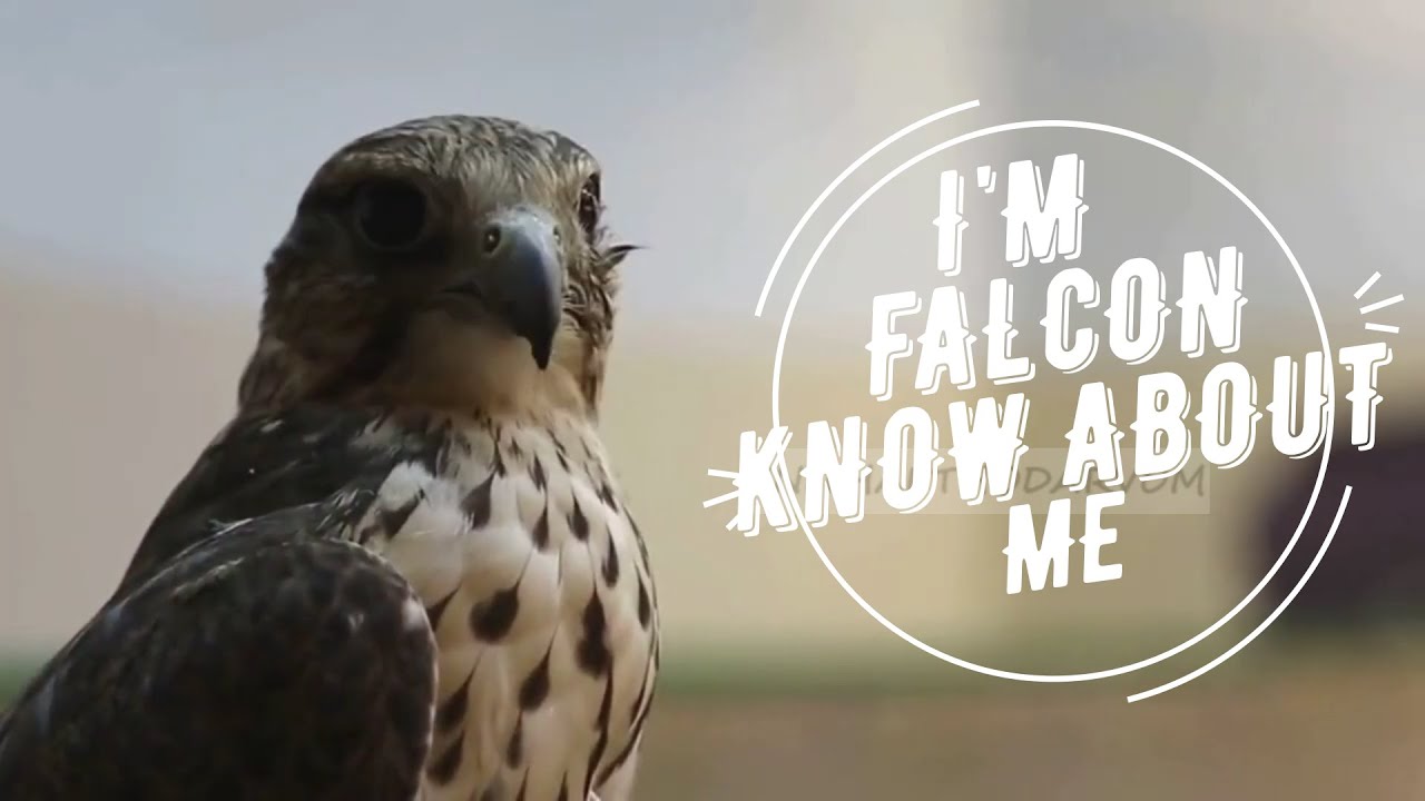 Falcon the world Fastest Bird with extraordinary hunting skill - YouTube