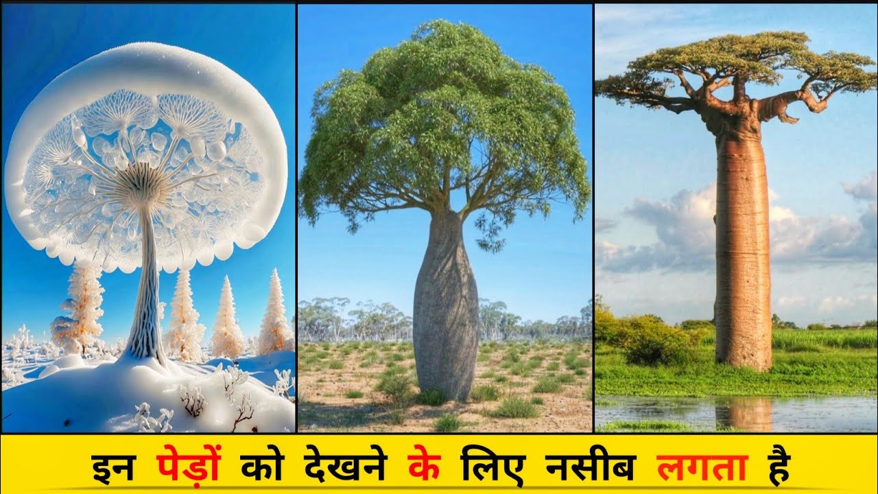 दुनिया के 5 सबसे अजीबो गरीब पेड़ | Rarest and weirdest trees in the ...
