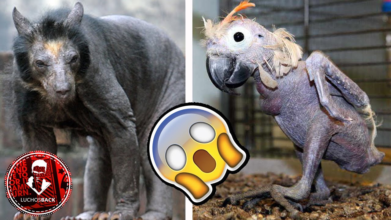 TOP 7 ANIMALES HERMOSOS QUE SON FEOS SIN PELO - YouTube