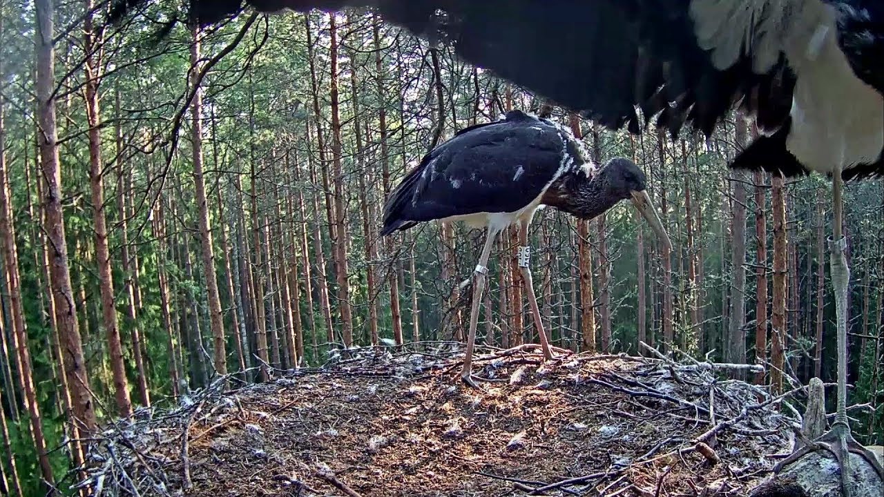 Must-toonekurg~First branching by 716A~7:05 AM 2019/07/17 - YouTube