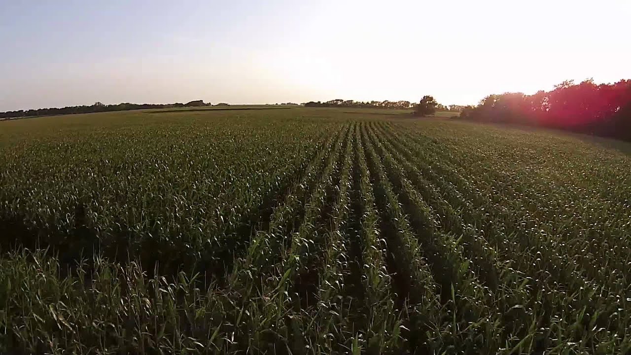 Corn Field Fly-over - YouTube