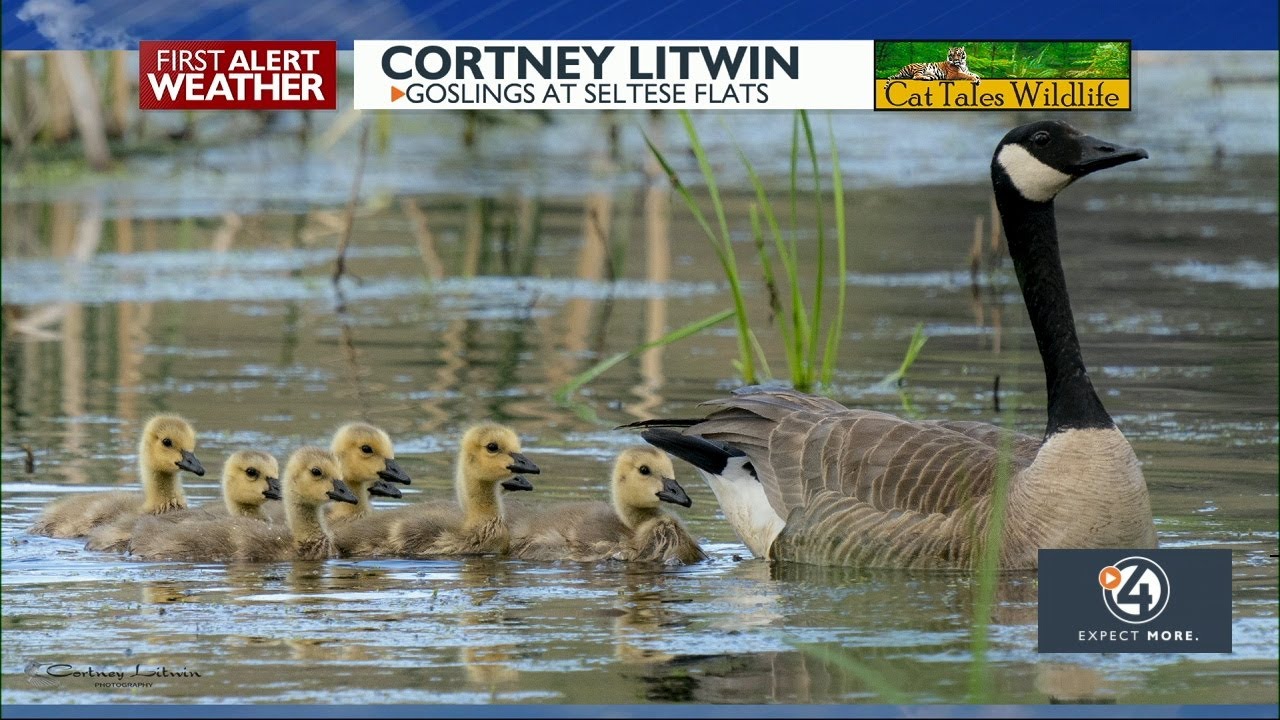 Let's take a look at this week's Wildlife Wednesday - YouTube