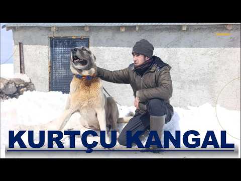 KURTÇU KANGALLARIN  POYRAZ YAYLASI ÖZLEMİ - KOYUN YEMLEME