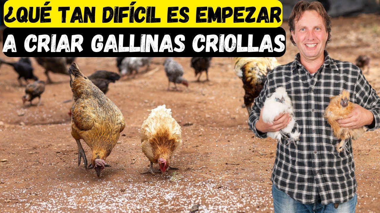 ¿Qué tan difícil es empezar a criar gallinas criolla ponedoras - YouTube