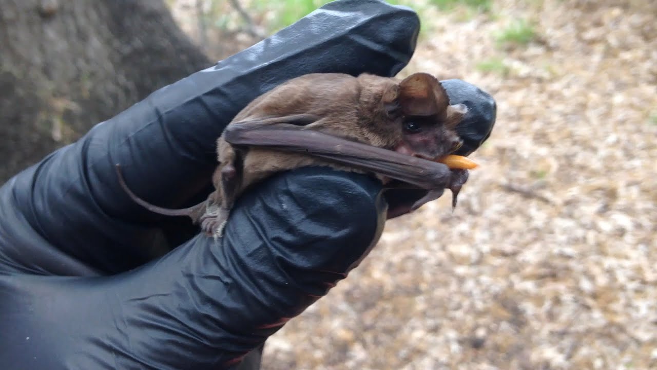 Tadarida brasiliensis - YouTube