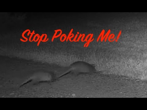 Stop Poking Me - YouTube
