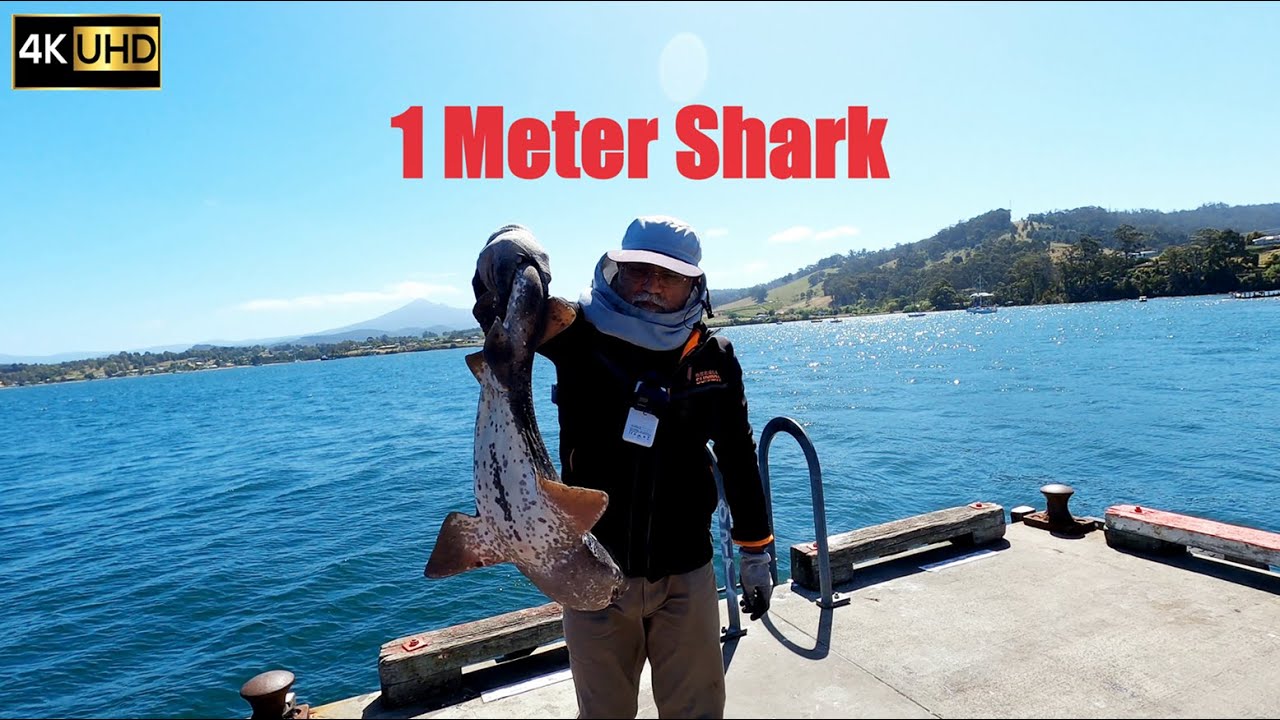 1 Meter Shark at Dover Public Jetty in Tasmania | Jetty Fishing 4K ...