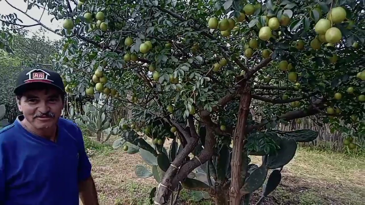 umbu gigante !! veja que incrível o q o valdomiro faz!!. - YouTube