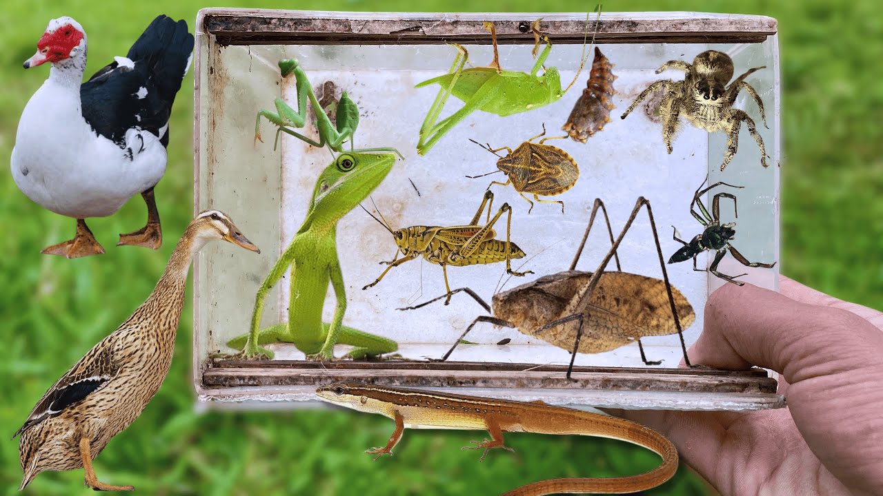 Amazing Insects Hunt : Hidden Treasures in Your Own Space - YouTube