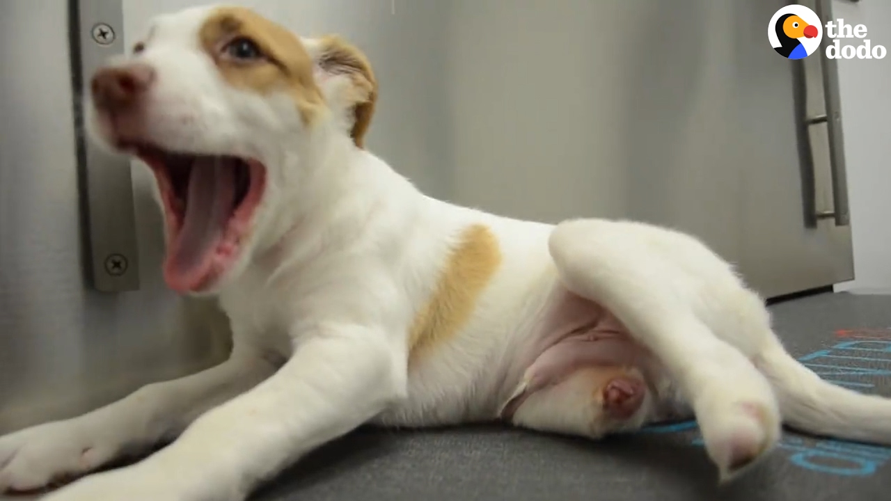 Dog Who Got New Legs Loves To Run Again | The Dodo - YouTube