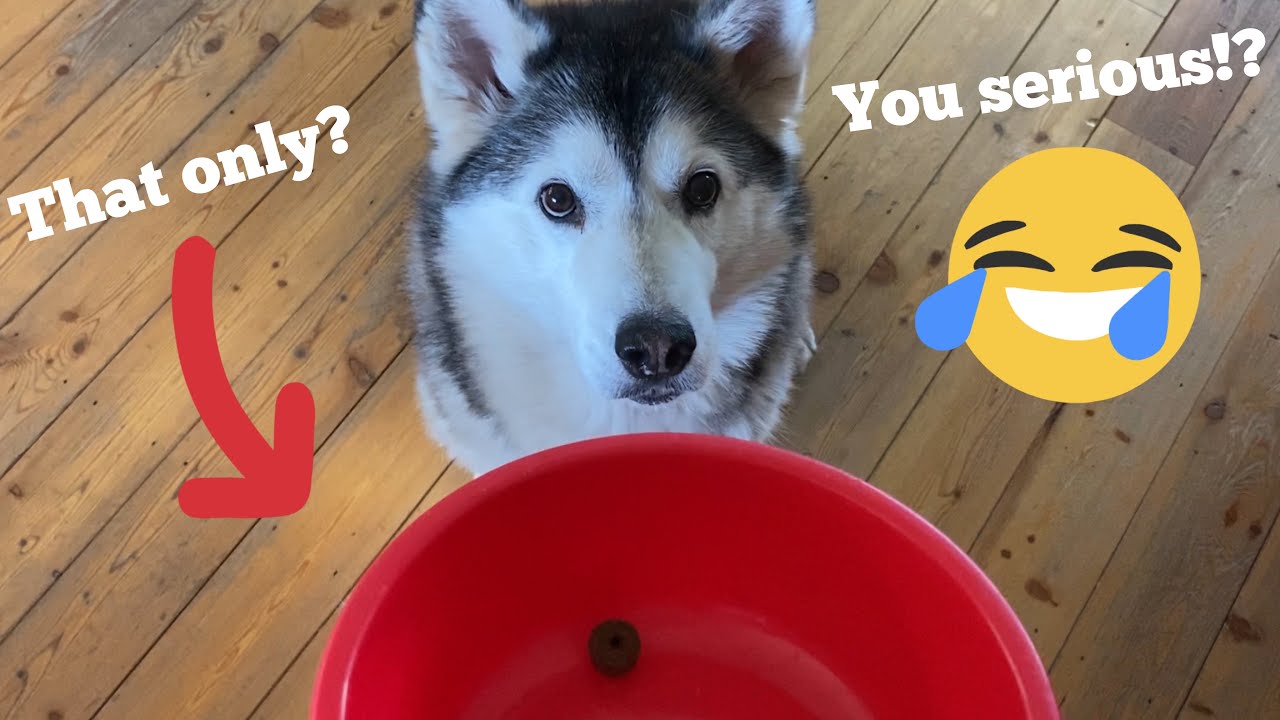 Pretending To Put My Huskies On A Diet Prank! [WITH FUNNY CAPTIONS ...