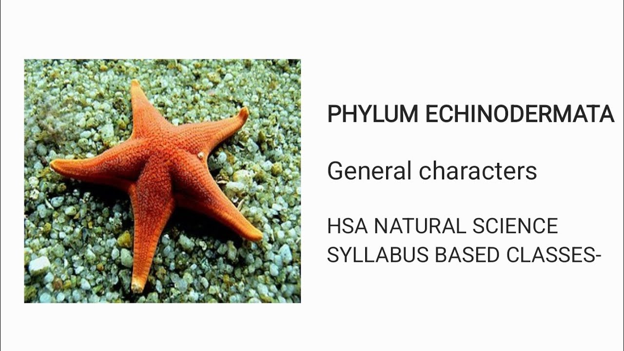 PHYLUM ECHINODERMATA-General - YouTube
