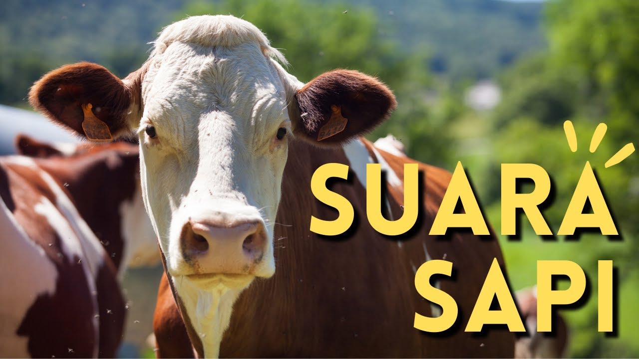 Suara Sapi Moo | Cow Sound - YouTube