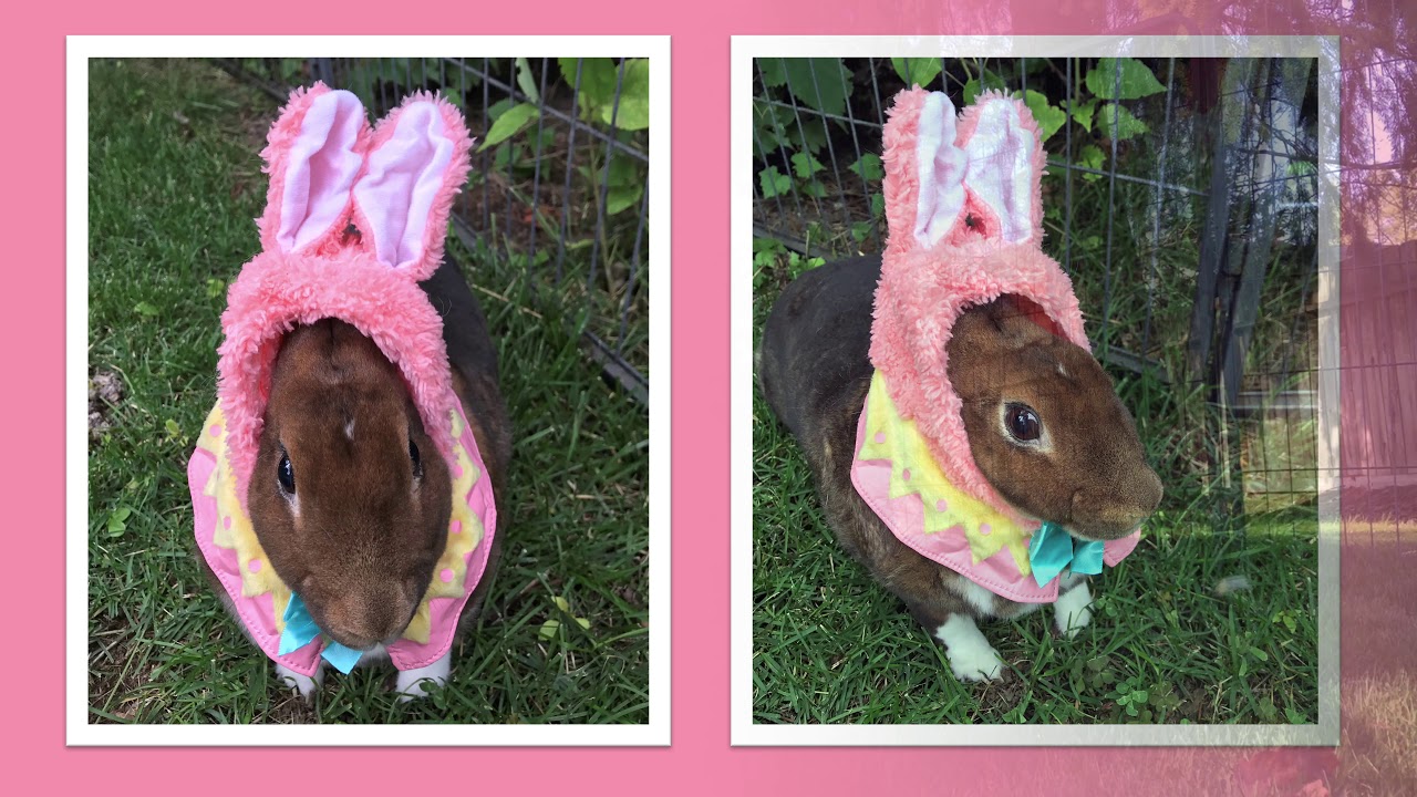 Rabbit Tales - Our Happy Adventures - YouTube
