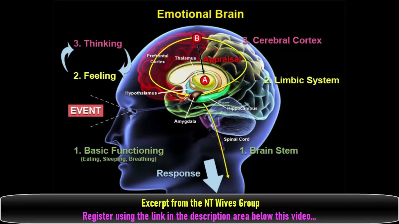 What Is Autism Spectrum Disorder? The Emotional Brain Is Not Fully ...