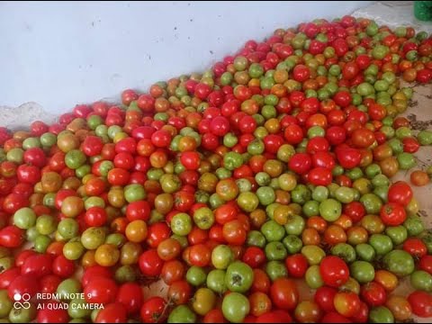 Harga sayur tomat bunga kol gambas bungkul jagung manis labu air ...