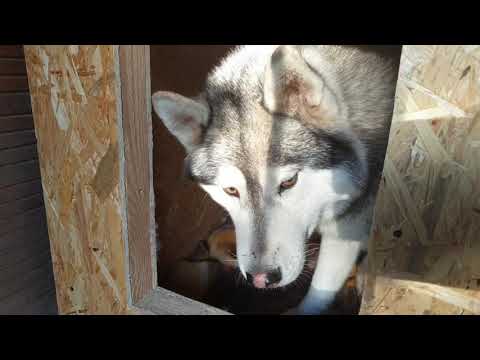 #huskiesterra, #husky, #хаски Это свершилось!!!