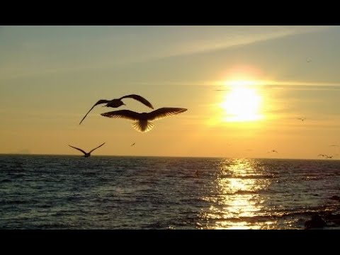 deniz martı sesi, deniz ve martı sesi, deniz ve martı sesleri, ses terapisi