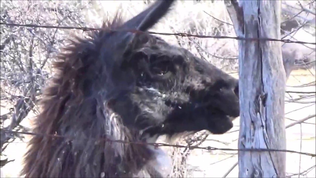 Crazy Llama Attack - YouTube