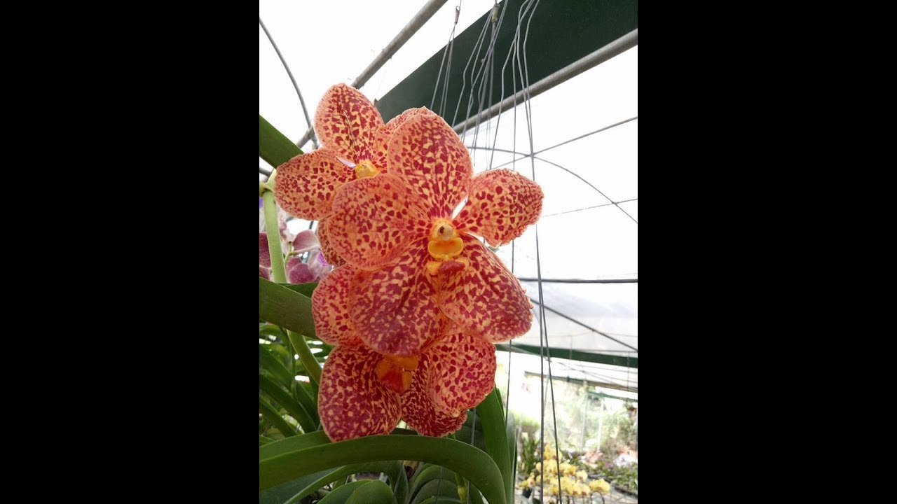 vanda orchid varieties - YouTube