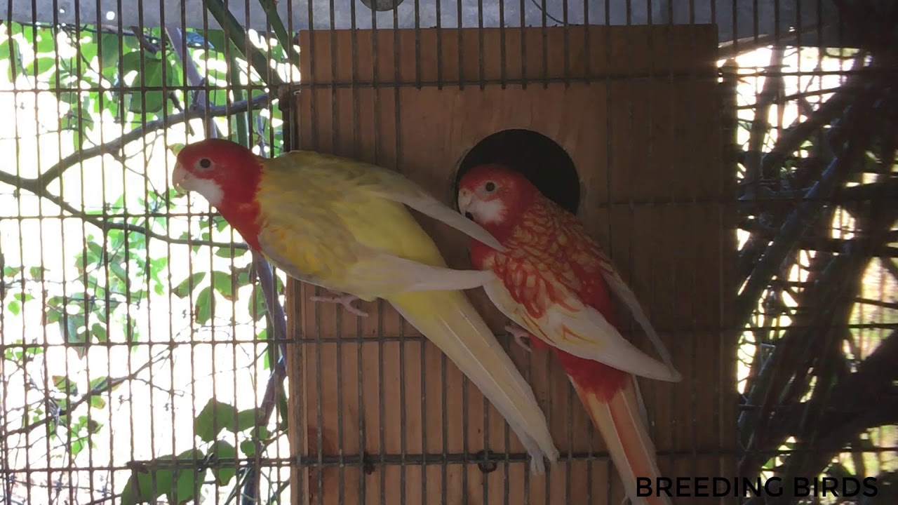 2018 breeding season parrot pair - YouTube