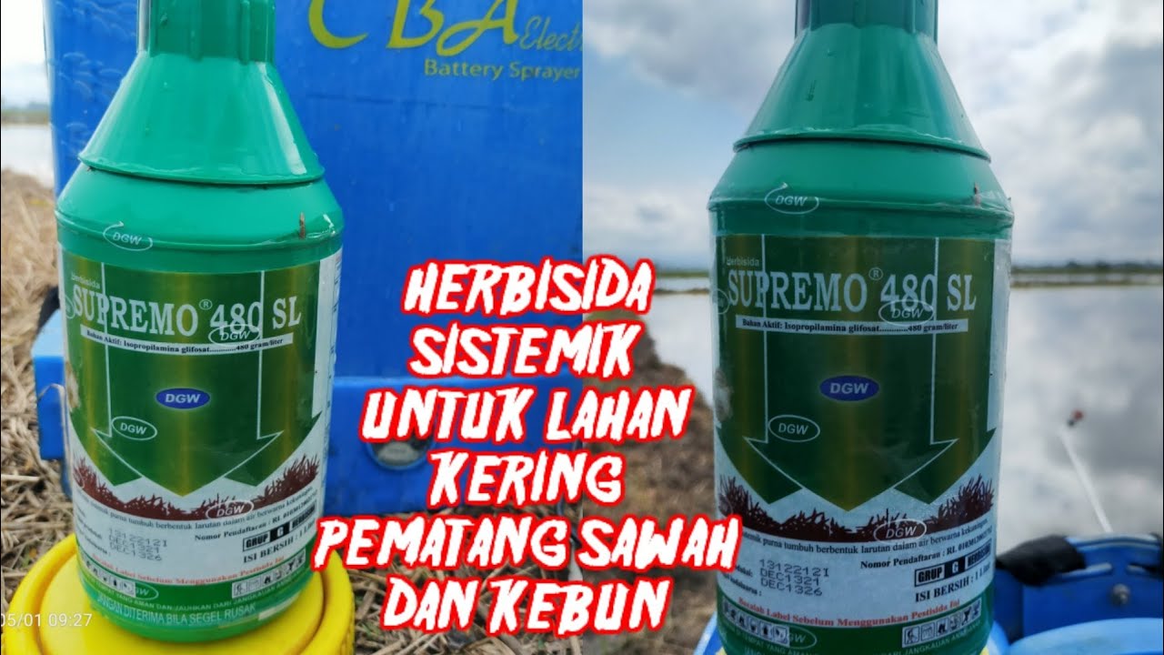 herbisida supremo 480SL racun sistemik untuk pematang sawah maupun ...