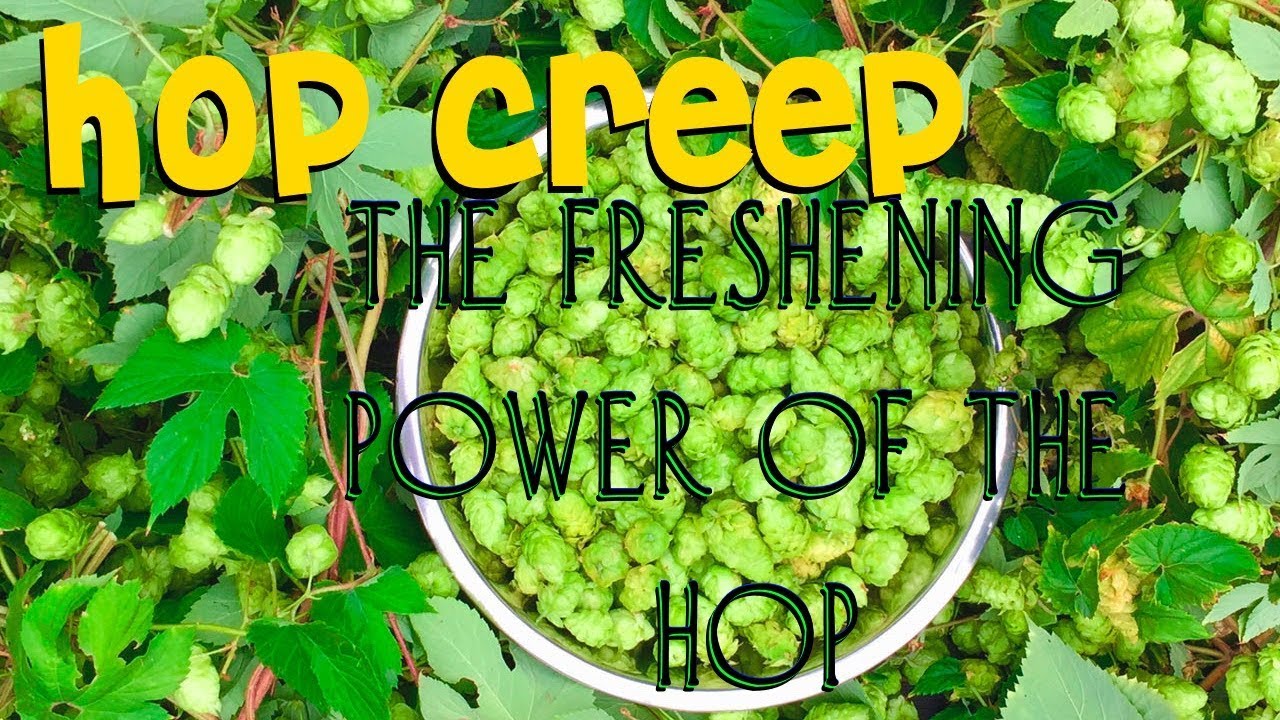 Hop Creep, the Freshening Power of the Hop - YouTube