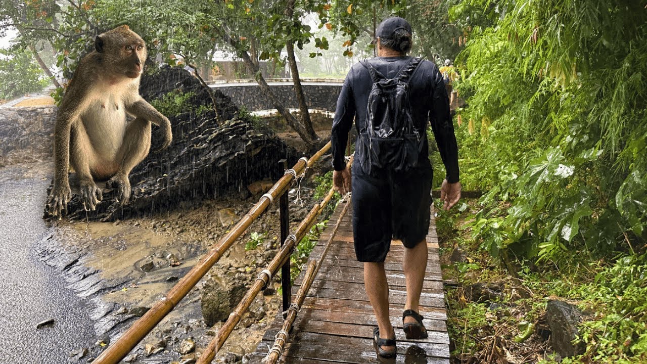 Monkey Trail Krabi 🇹🇭 Hiking with Wild Monkeys in Thailand - YouTube