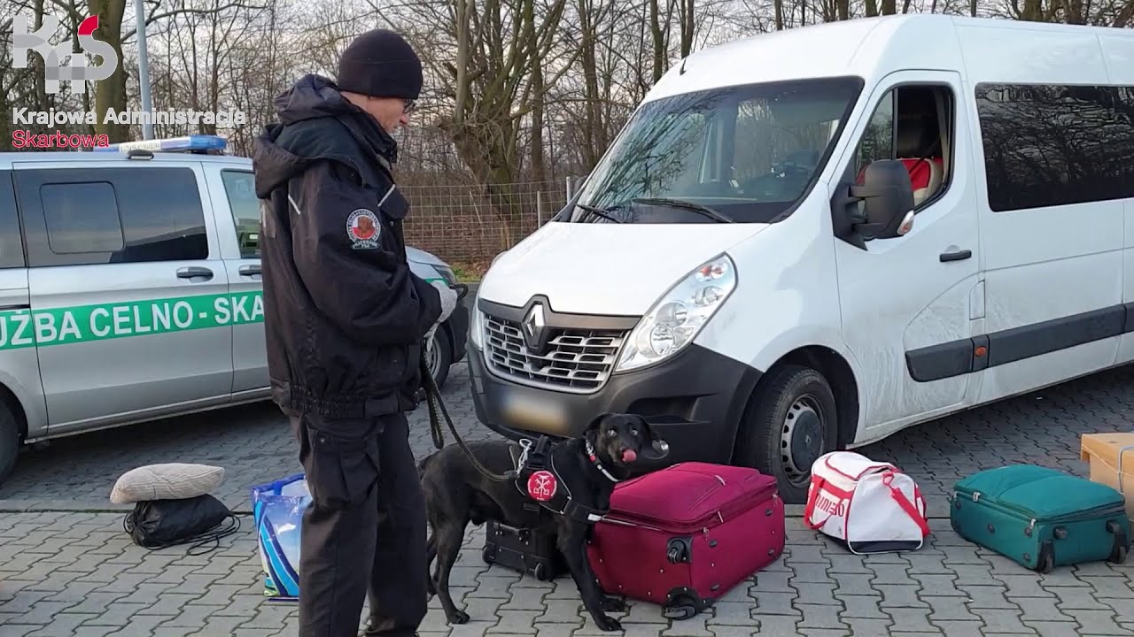 Bella i Hunter - psy służbowe opolskiej KAS - YouTube