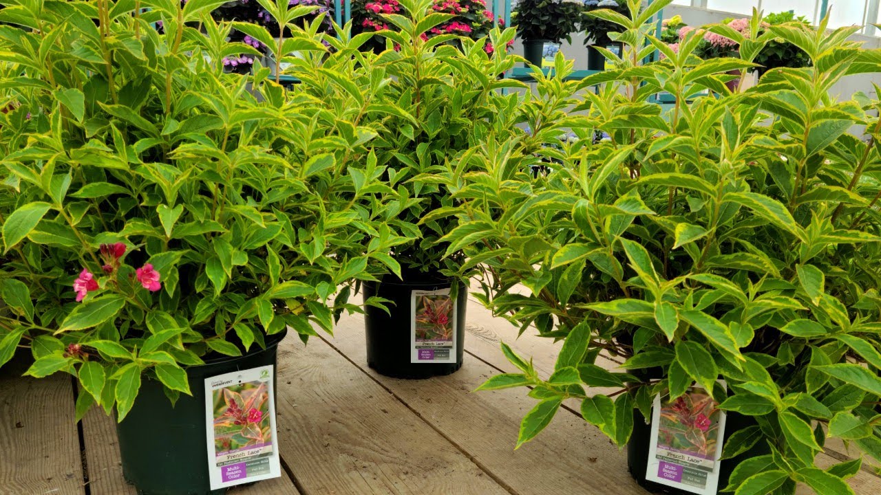 Weigela 'French Lace' // BEAUTIFUL, Easy to Grow Shrub with Variegated ...