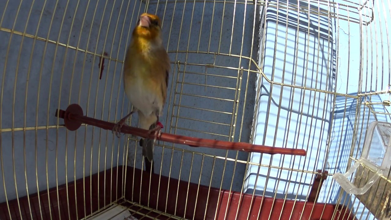 καρδερινοκαναρο goldfinch x canary - YouTube