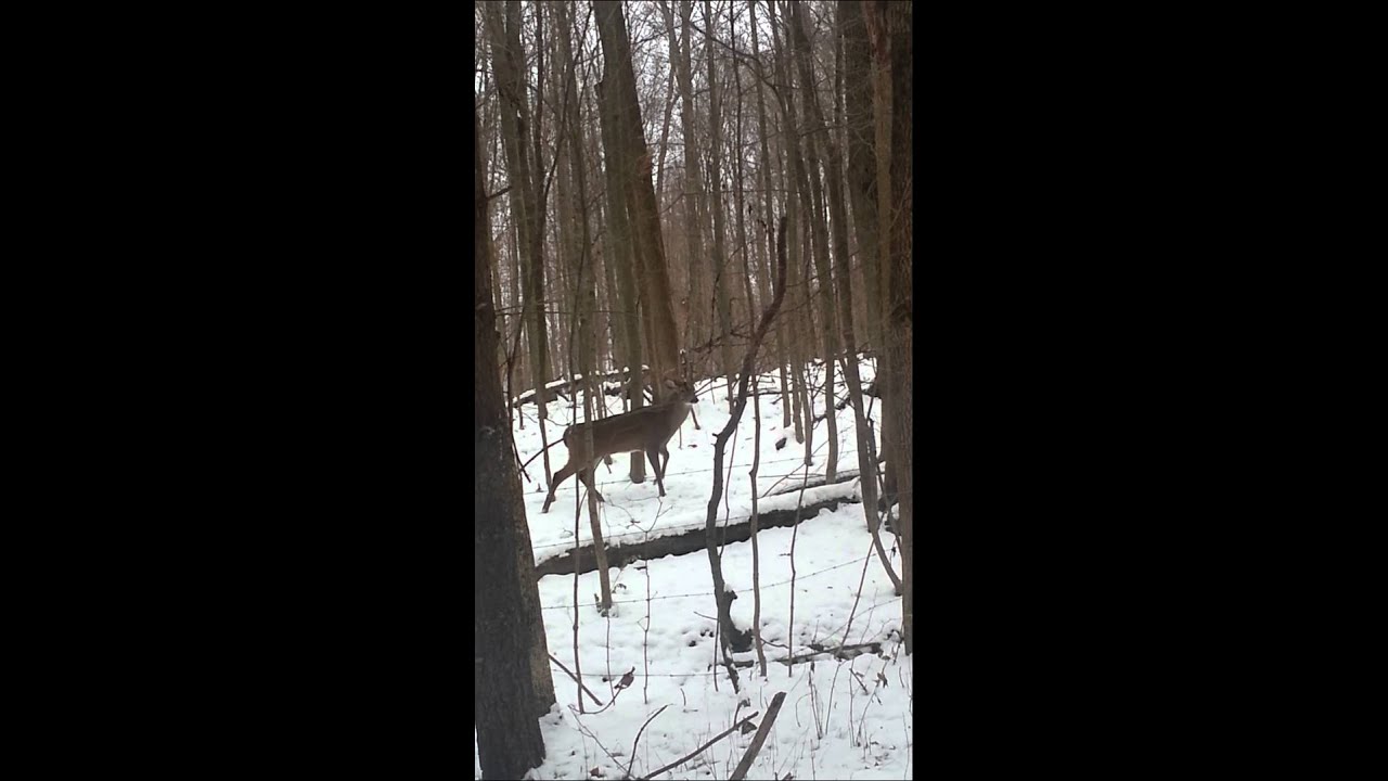 Up close and personal 120 class buck. 20 yards! - YouTube