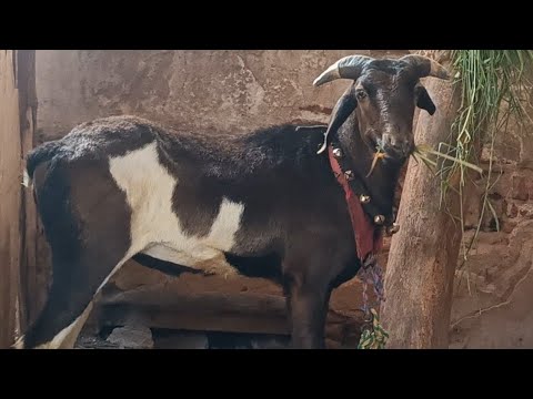 8 month ‎@ZamZamFarmsmdu @ madurai #9944626674 #sanda keda # sales ...