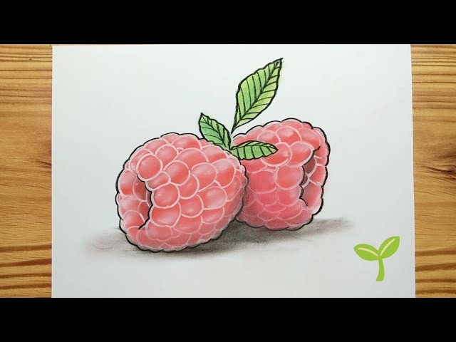 How To Draw A Raspberry How To Draw A Raspberry Step By Step