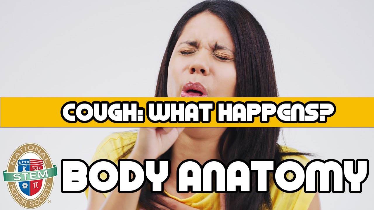 Body Anatomy: What Happens When We Cough? | NSTEM - YouTube