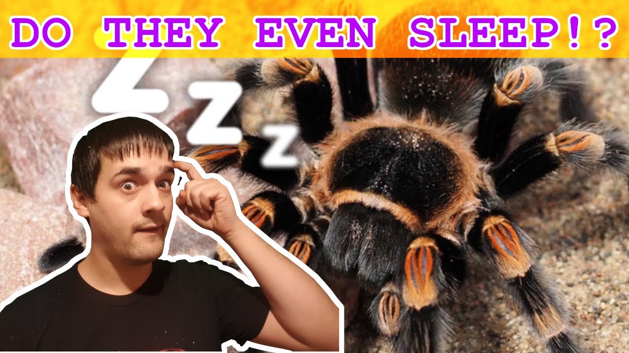 40 Tarantula Fast Facts - Info All About Tarantulas! - YouTube