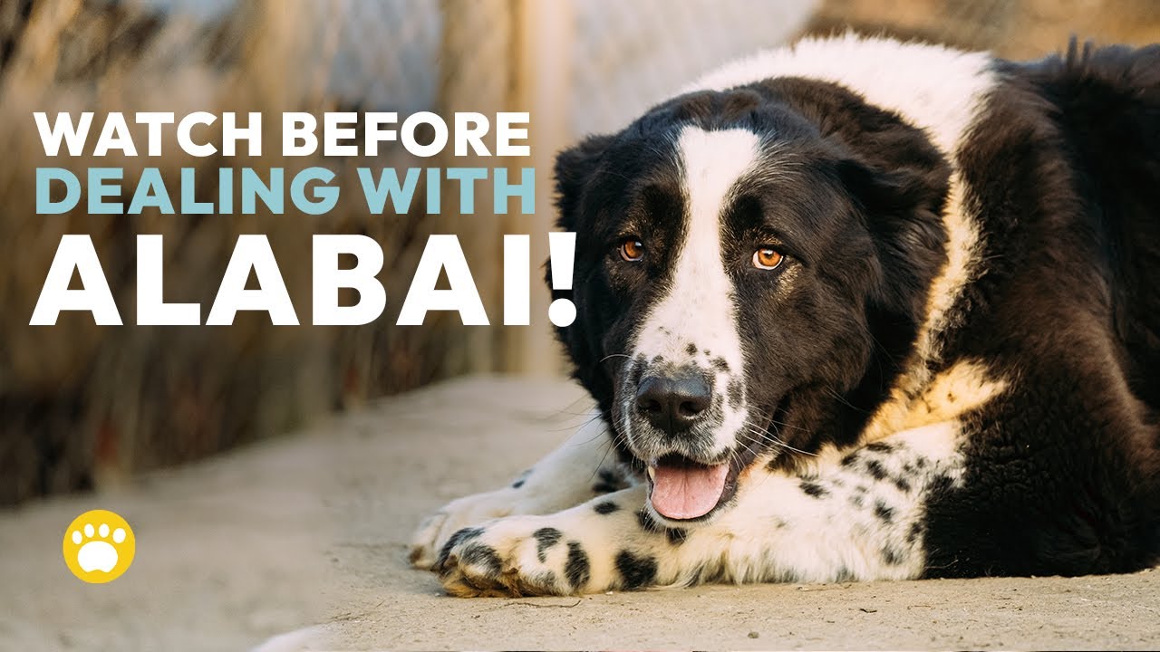 Central Asian Shepherd Dog (Alabai) Temperament - YouTube