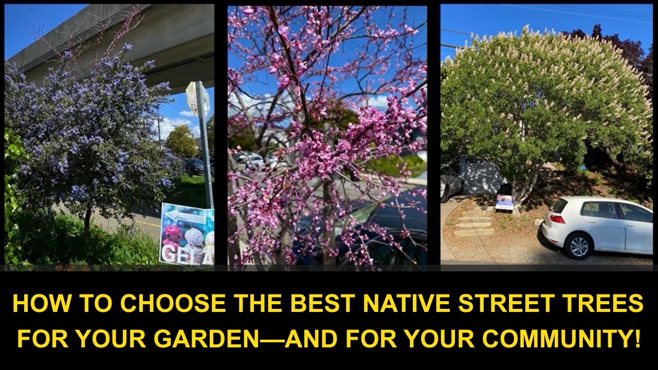 Choosing the best native street trees for your garden — and for your ...