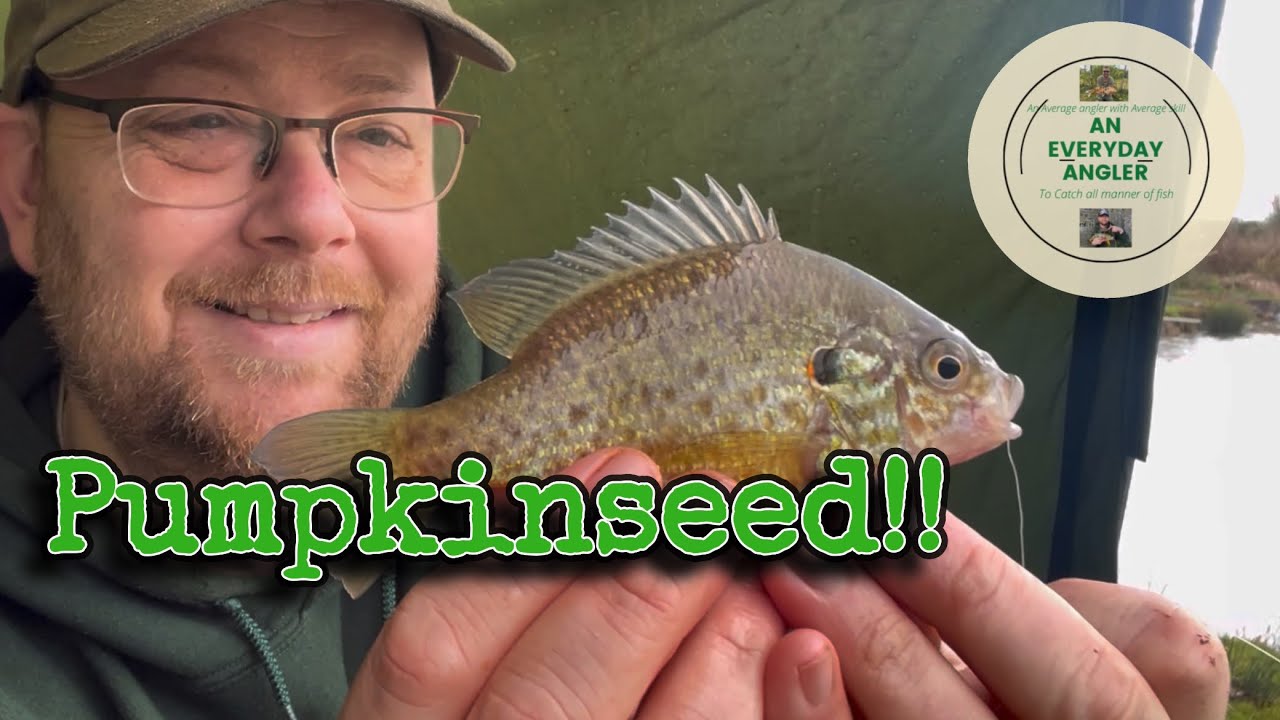 Finch Farm - Finally…..Pumpkinseed’s - YouTube