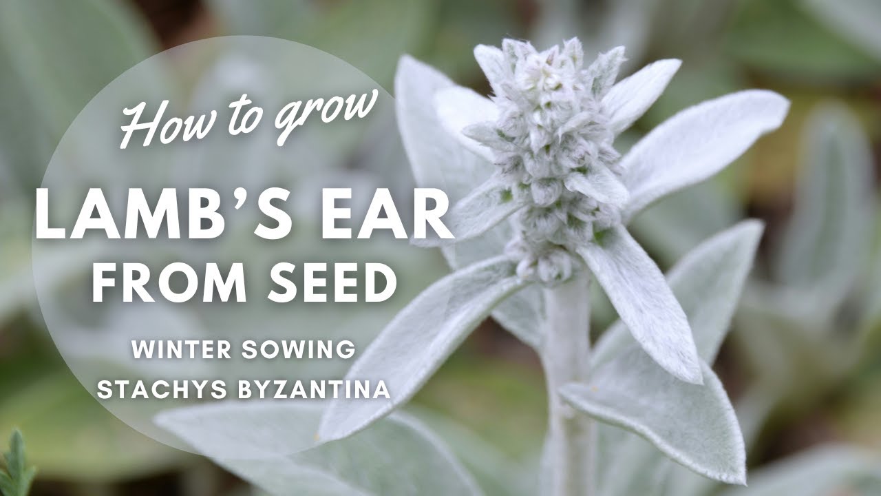 How to Grow Lamb's Ear (Stachys byzantina) from Seed | Winter Sowing ...