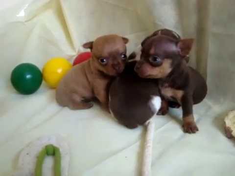 Pinscher zero.MPG - YouTube