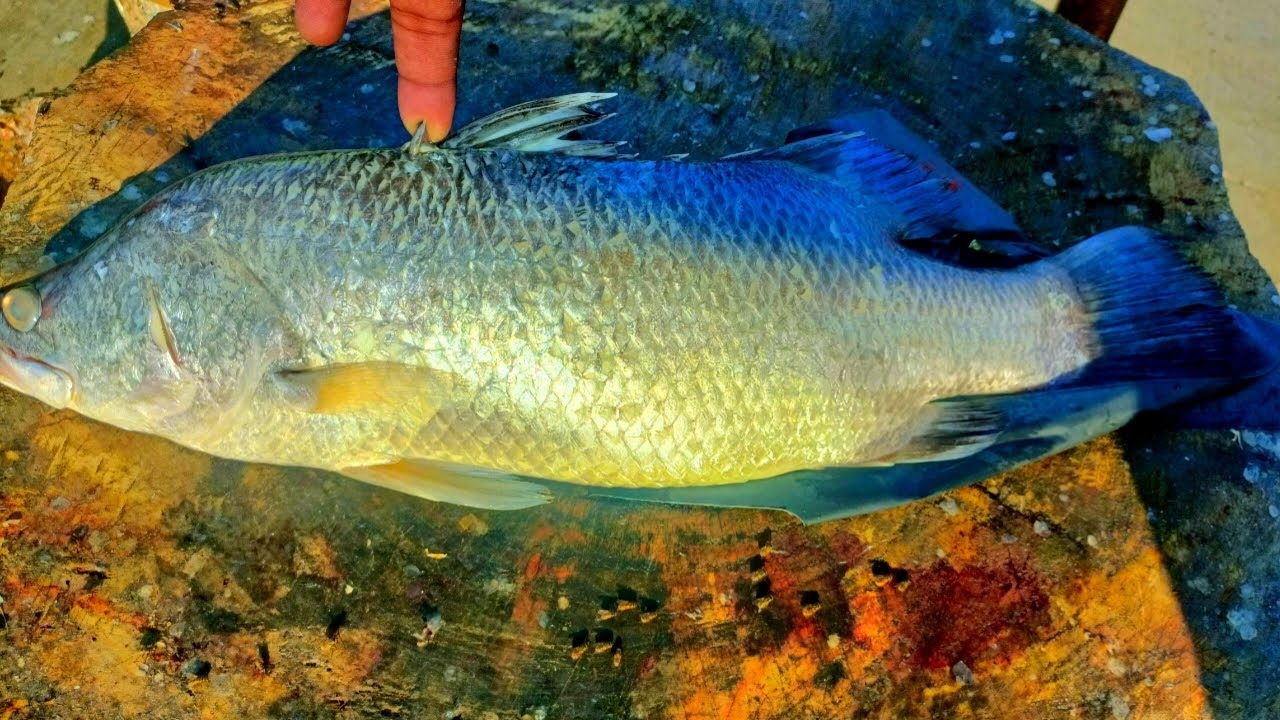 Asal KODUVA Fish Cutting | CT 360*🔪 - YouTube