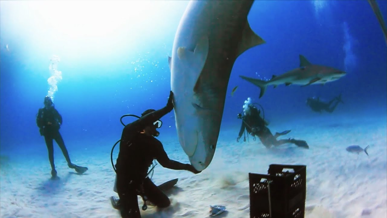 How Do You Dance With a Shark? - YouTube