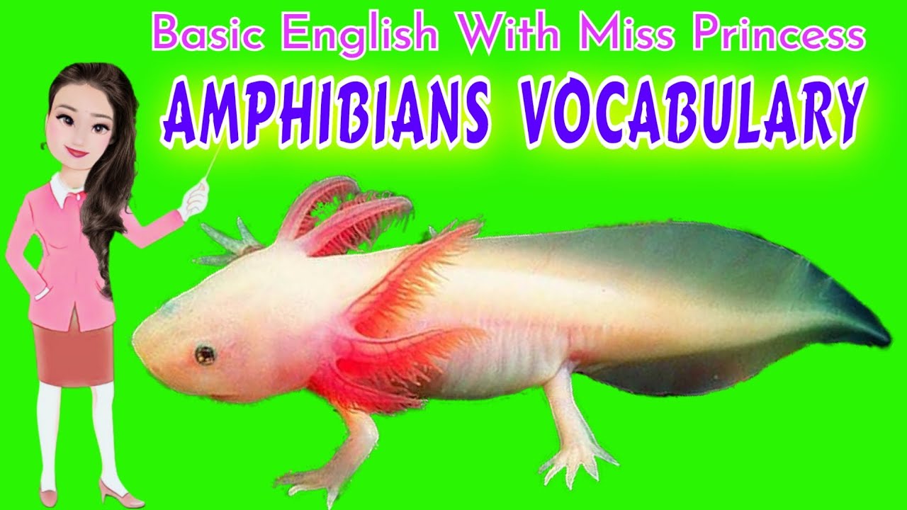 Basic English : AMPHIBIANS VOCABULARY / Amphibians Name List / Animals ...