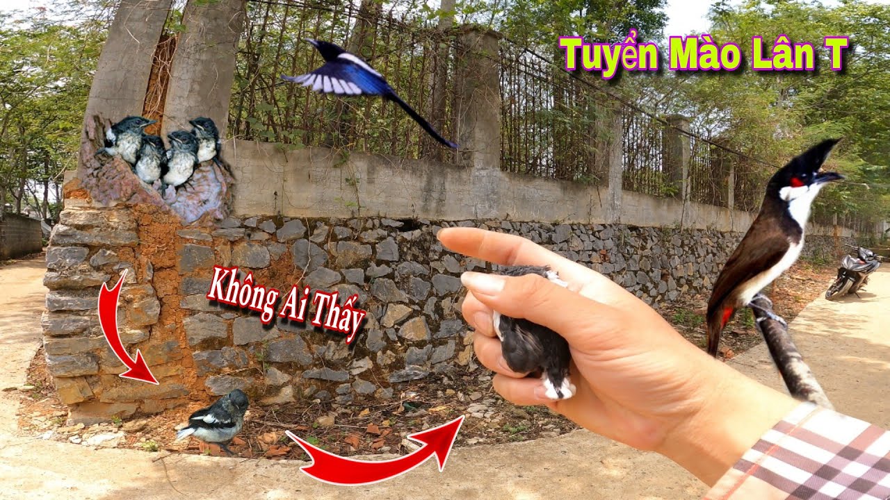 Nhặt Được Chòe Non Vừa Xuống Tổ Trên Đường | Dân Tộc Tây Bắc Tv - YouTube