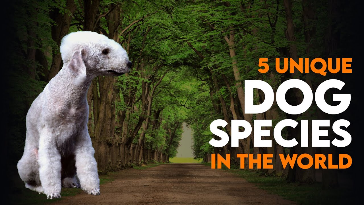 5 Unique Dog Species In The World - YouTube