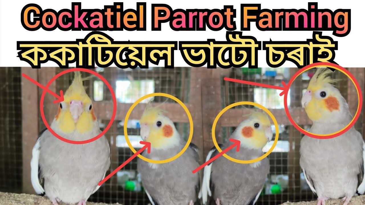 Cockatiel Parrot Farming in Assam // Fancy bird farming // Parrot ...