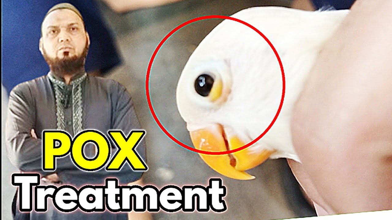 Pox and Birds caring|lovebirds pox treatment complete information ...