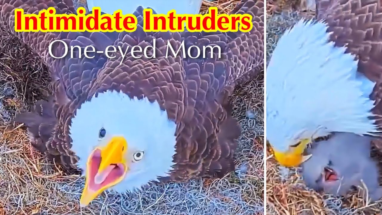 #5🦅🐣2°🥚／Winter Park Eagle Nest 2026／Against All Odds：One-Eyed Mother ...